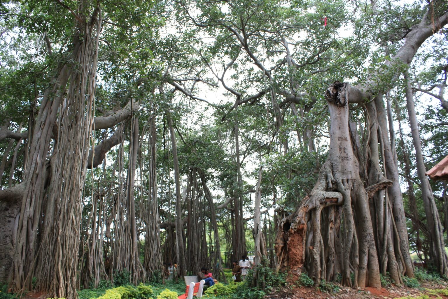 Visit to Big Banyan Tree of Bangalore - i Share