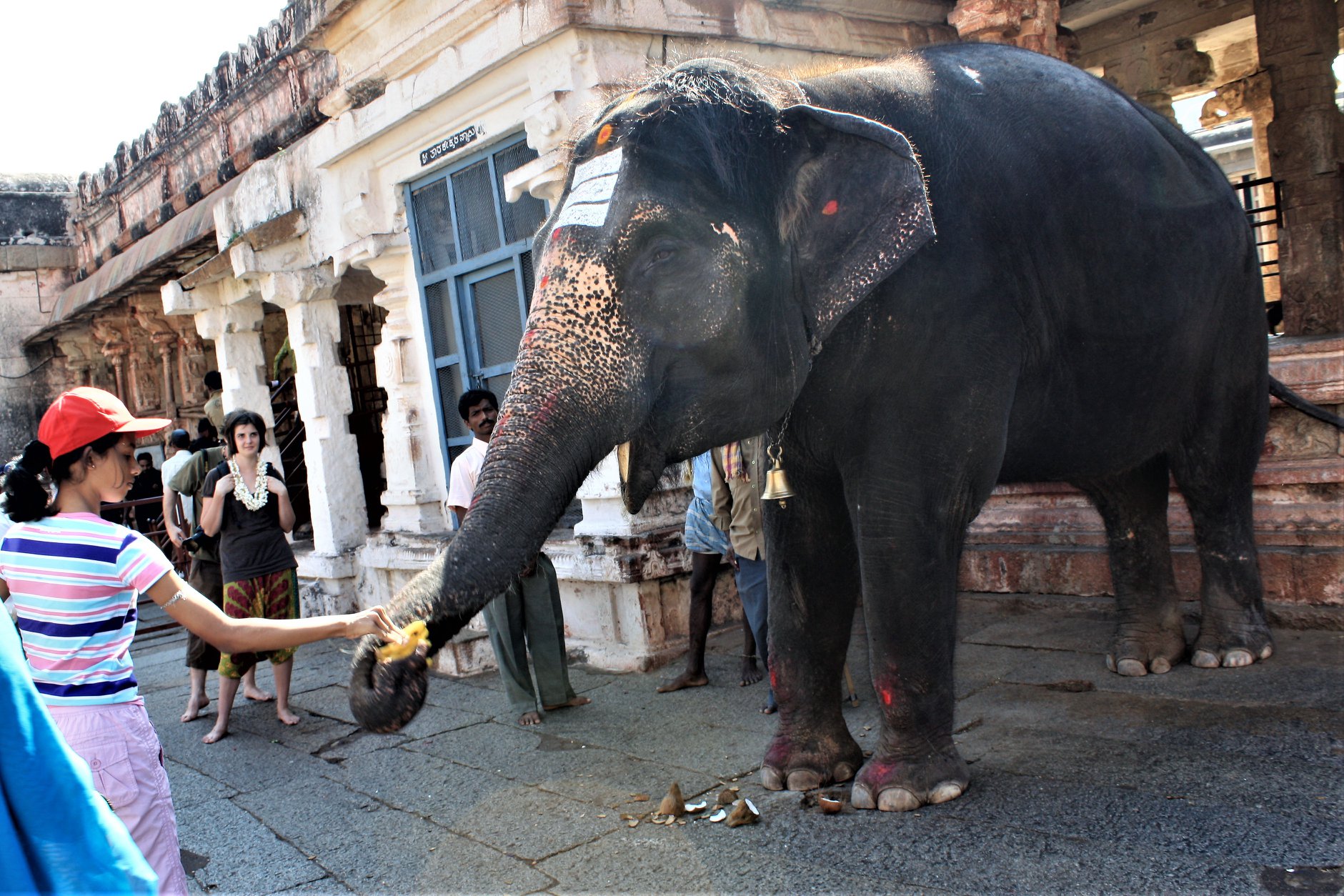 Blessings from Elephant in Temples of India - i Share