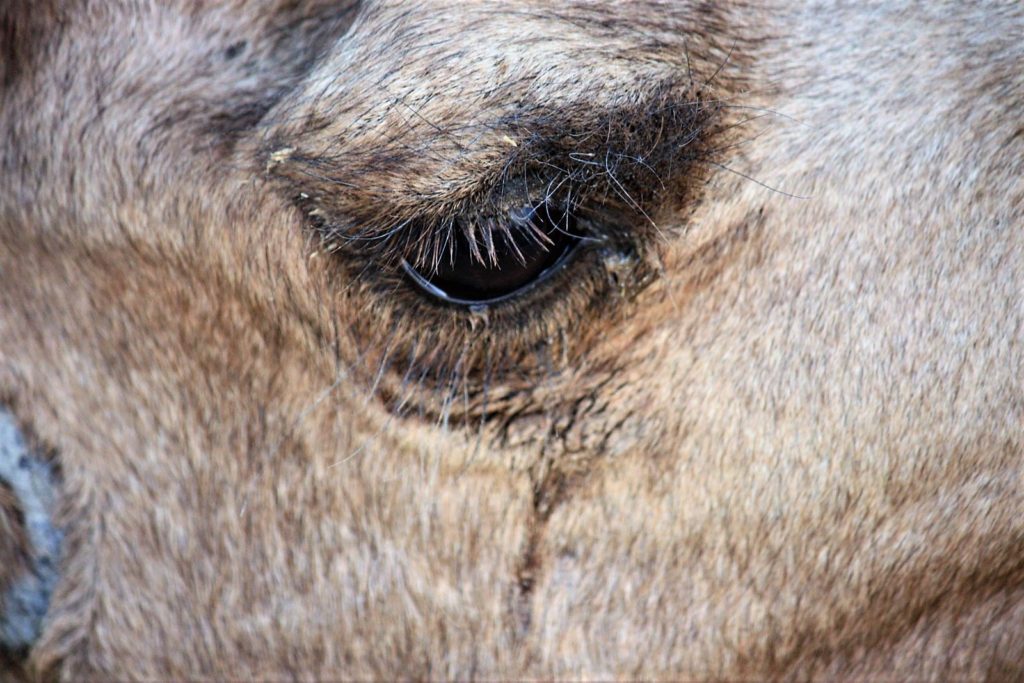 Desert Camel Safari Jaisalmer - Checklist for Safe Ride - i Share