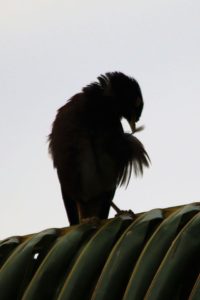 Common Myna Interesting Facts: Balcony Birding in Lockdown - i Share