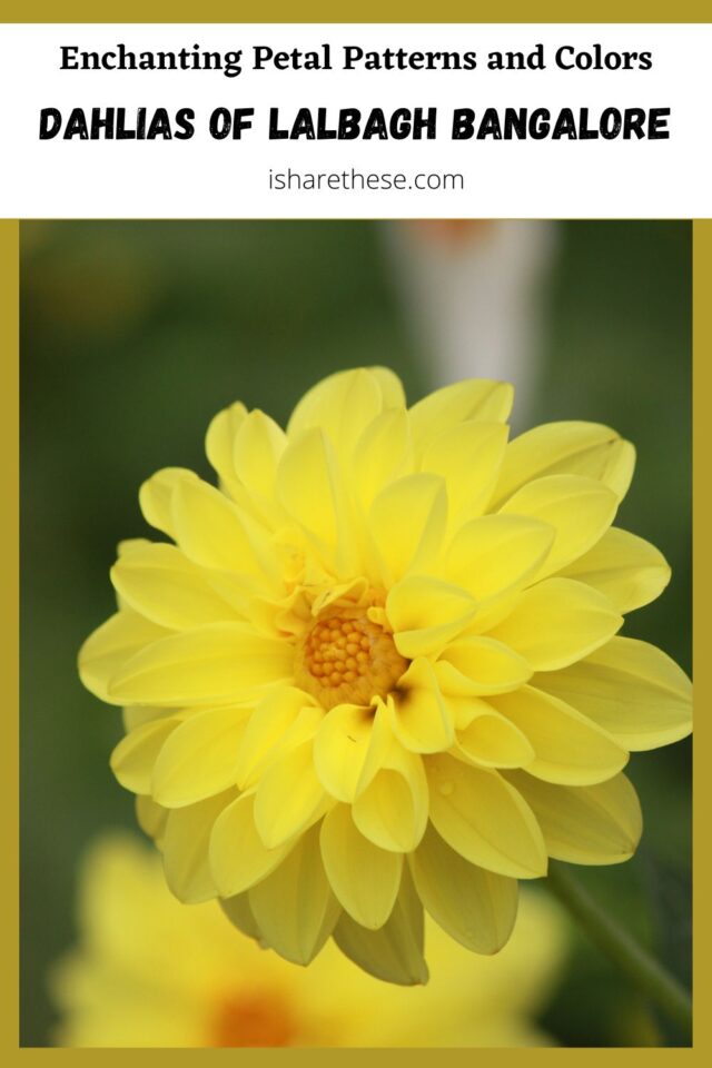 Fibonacci in Flowers: Dahlias with Enchanting Colours - i Share