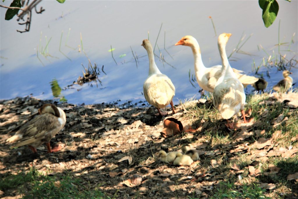 Sunderbans Village Tour, West Bengal: a Photo Essay - i Share
