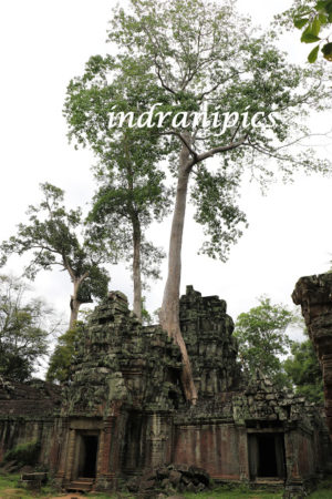 Giant Strangler Trees at Angkor Temples Cambodia - i Share