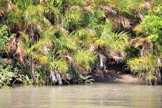 Sundari Trees of Sundarbans Mangrove Forests, a Photo Essay - i Share