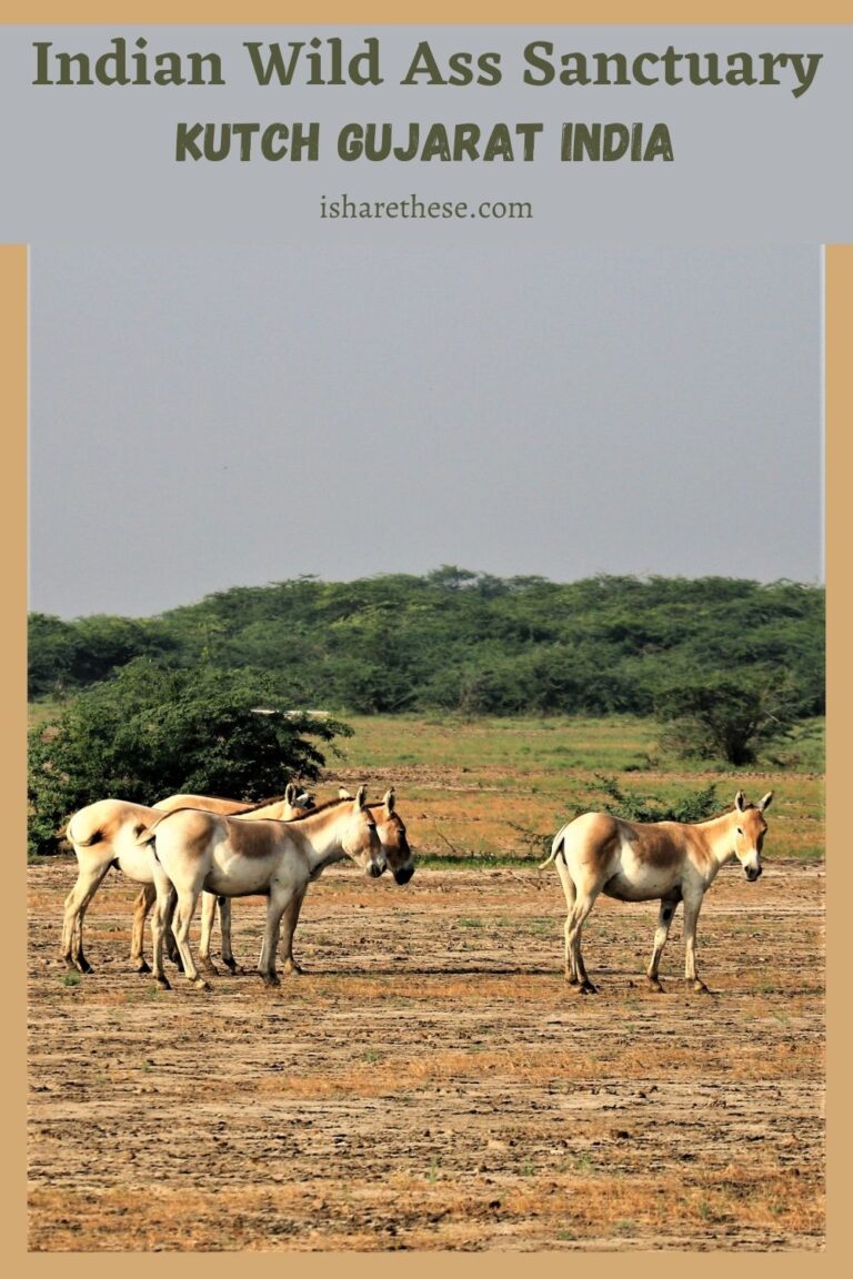 Desert Safari to Wild Ass Sanctuary in Little Rann of Kutch - i Share