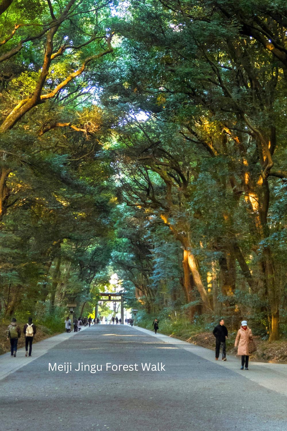 What to See in Meiji Jingu Shrine in Tokyo? - i Share