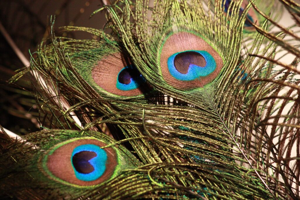 From Blues to Greens: A Guide to Peacock Feather Colors - i Share