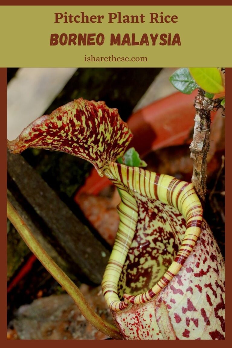 Pitcher Plant Rice: Traditional Sticky Snack of Borneo Malaysia - i Share