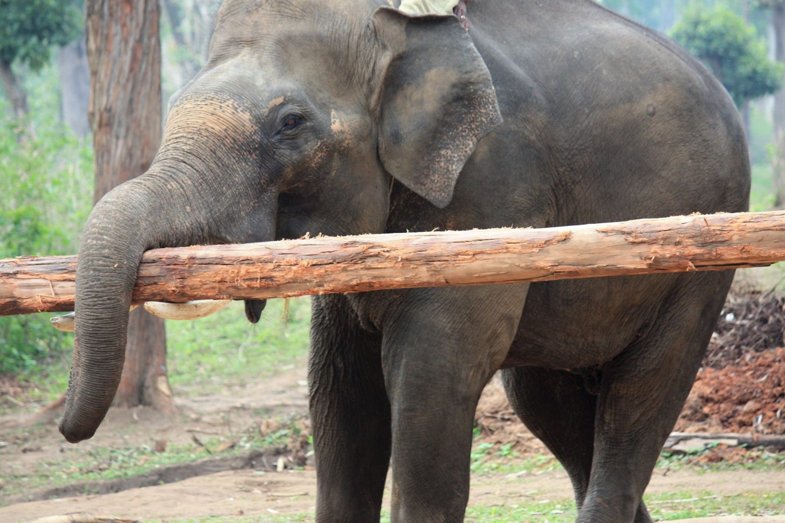 Elephants: Are They Right-Tusked or Left-Tusked? - i Share