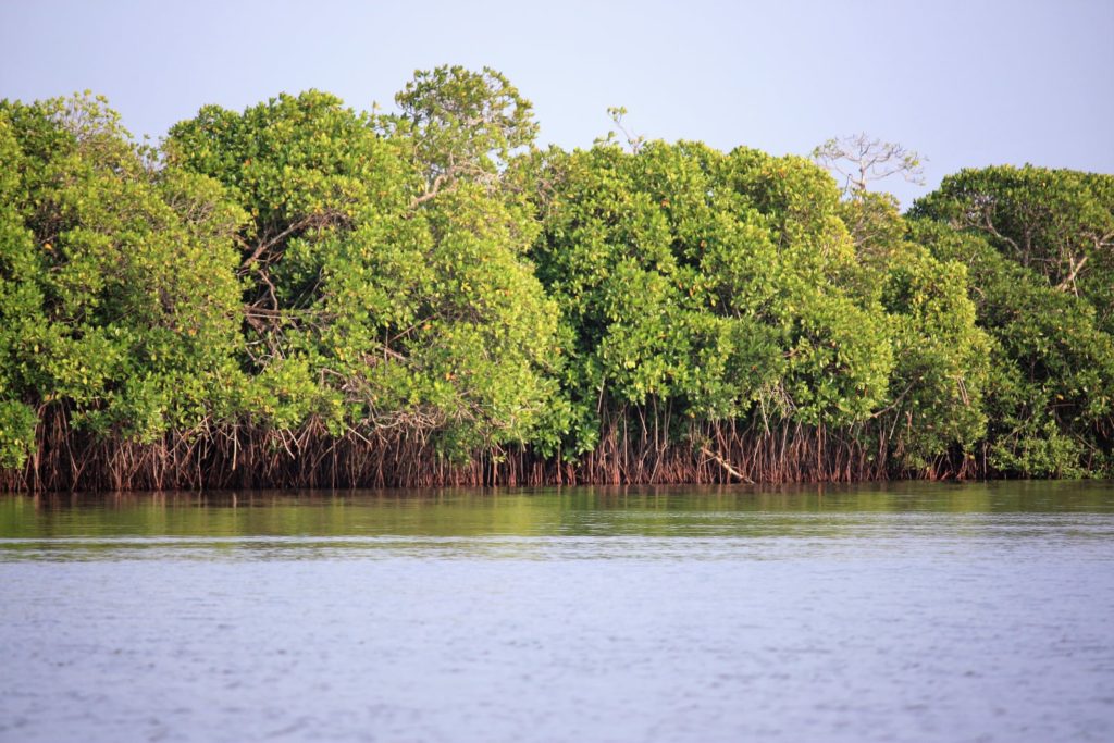 Eco Tourism at Pichavaram Mangrove Forest in Tamil Nadu - i Share